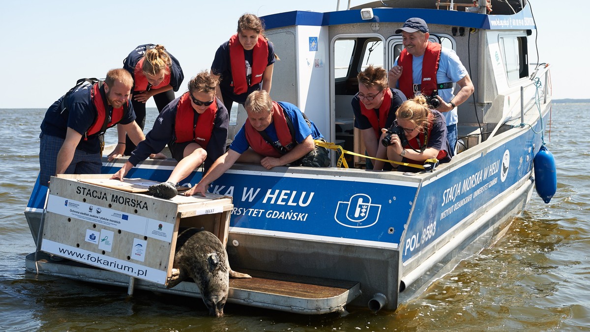 Do Bałtyku wypuszczono trzy foki szare, które przeszły rehabilitację w ...