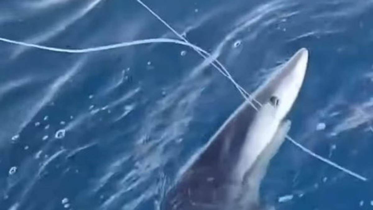 Modrulj u Jadranskom moru: Ribari kod Crne Gore ulovili plavu ajkulu tokom sezone mresta - Blic