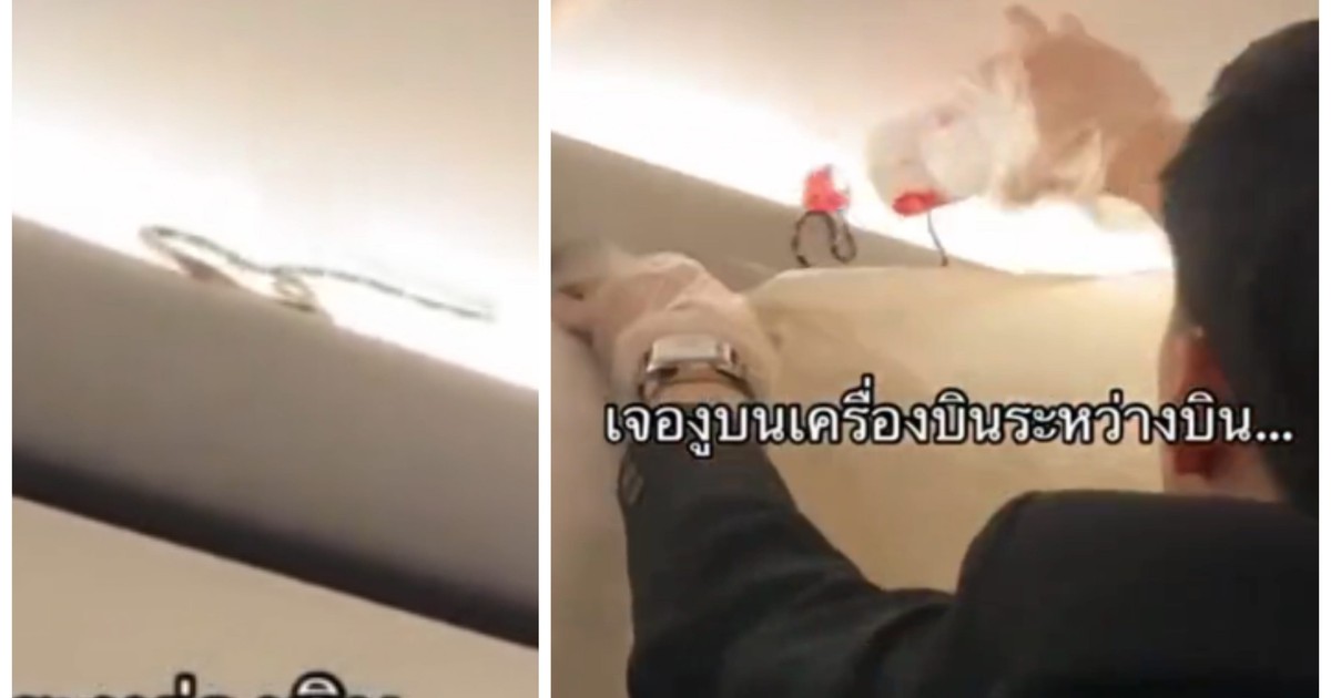 Passengers found a live snake in an overhead bin like a real-life ...
