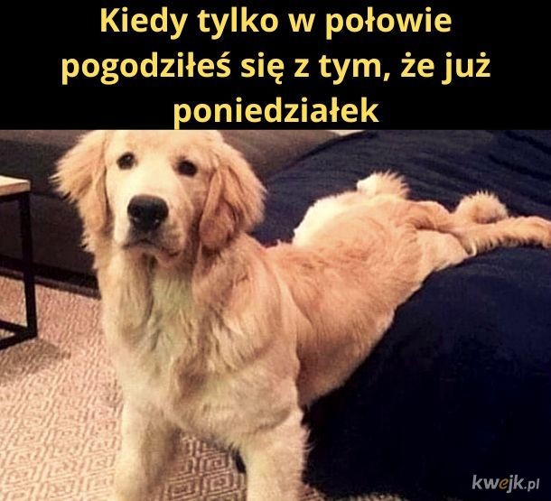 Najśmieszniejsze memy na poniedziałek. Daj się rozbawić! - Kobieta