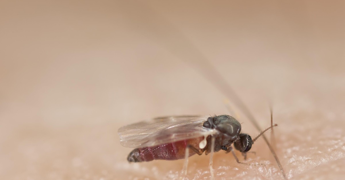 Ukąszenie meszki - uciążliwe, ale niegroźne. Jak się przed nim chronić ...