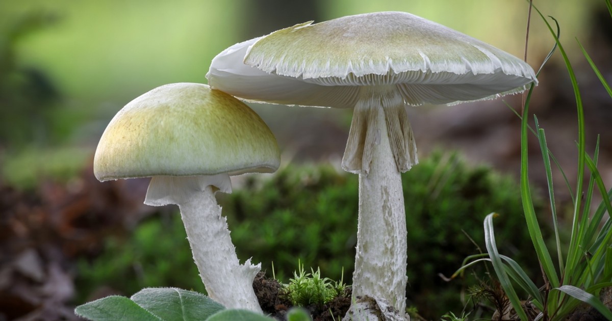 Dzieci zjadły muchomora sromotnikowego. Walczą o życie - Wiadomości