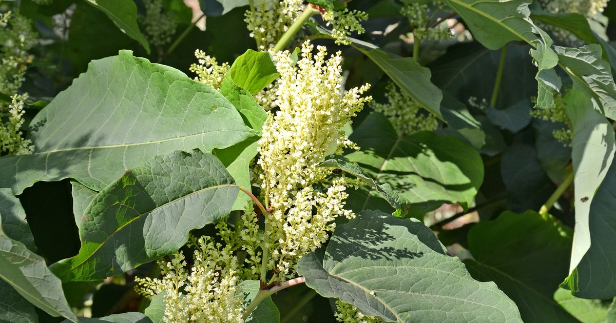 Chwast, który jest zmorą każdego ogrodu. Wyjątkowo inwazyjny gatunek - Dom