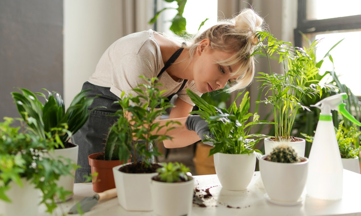 Ideges vagy mert sárgulnak a szobanövényeid levelei? Azonnal változtass ...