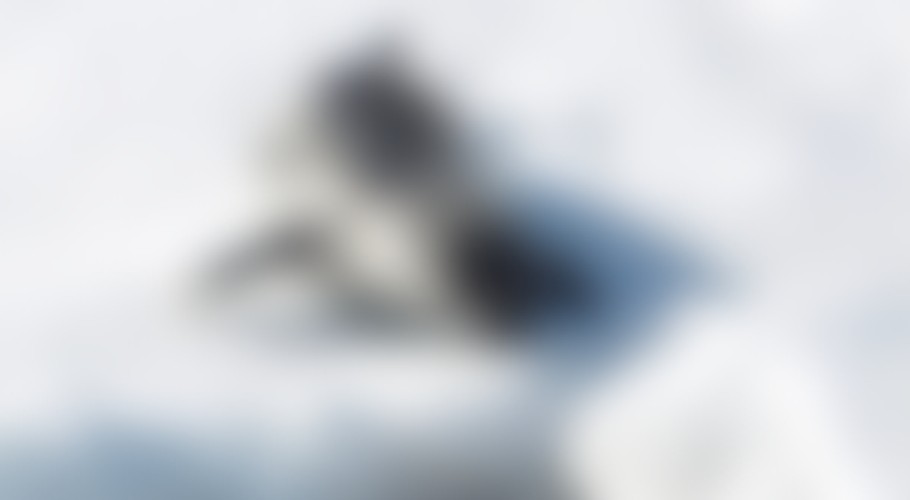 Polowanie na foki w Kanadzie - zdjęcia - Świat - Newsweek.pl