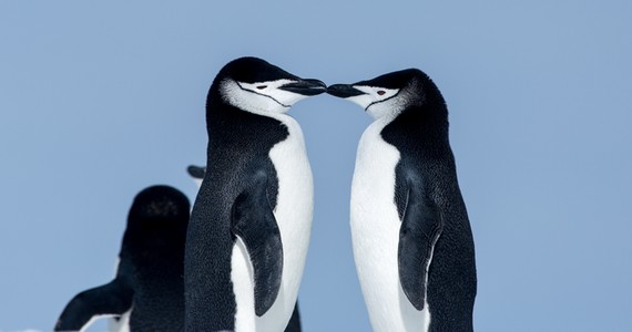 O ponad 70 proc. spadła liczba pingwinów na Antarktydzie - Kobieta