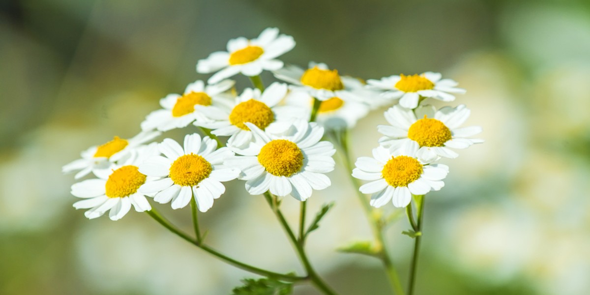 Złocień maruna – właściwości, preparaty, działanie, przeciwwskazania ...