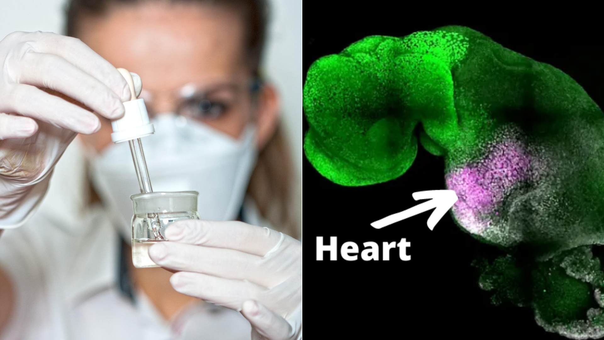 Umelé embryá myší môžu byť budúcnosťou ľudstva. Budeme sa rozmnožovať v ...