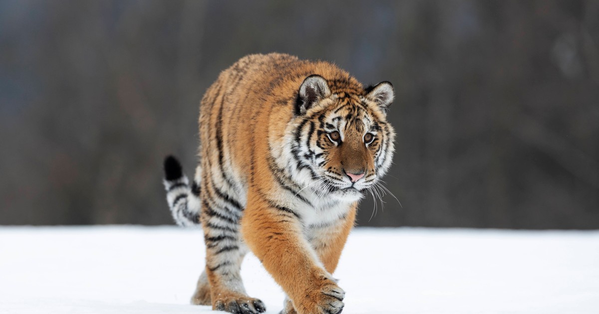 Rosja: tygrys Amur i kozioł Timur będą musieli się rozstać - Wiadomości