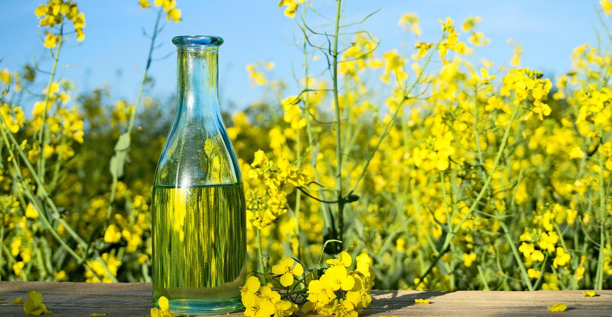 Olej rzepakowy - właściwości, zastosowanie, zalety, wpływ na zdrowie