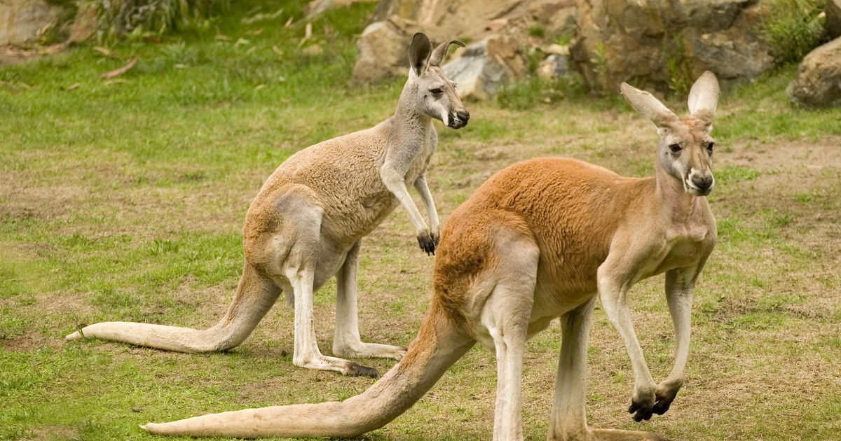 Mężczyzna rzucał w kangury kamieniami. Chciał, żeby zwierzęta zaczęły ...
