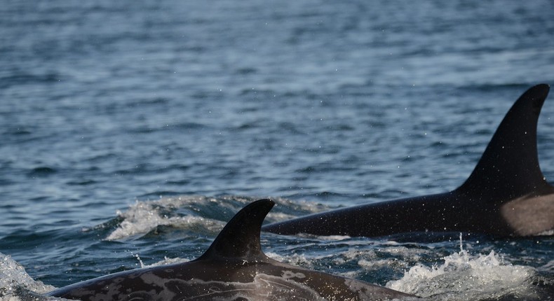 Virtually every orca in an endangered North American group is suffering ...