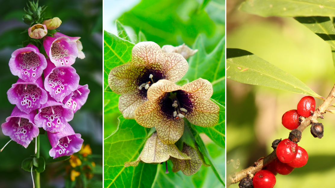 V prírode striehnu tichí zabijaci. Najjedovatejšie rastliny na ...