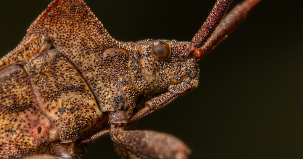Chociaż raz widział go każdy. Nikt nie wie, że to wtyk straszyk - Podróże