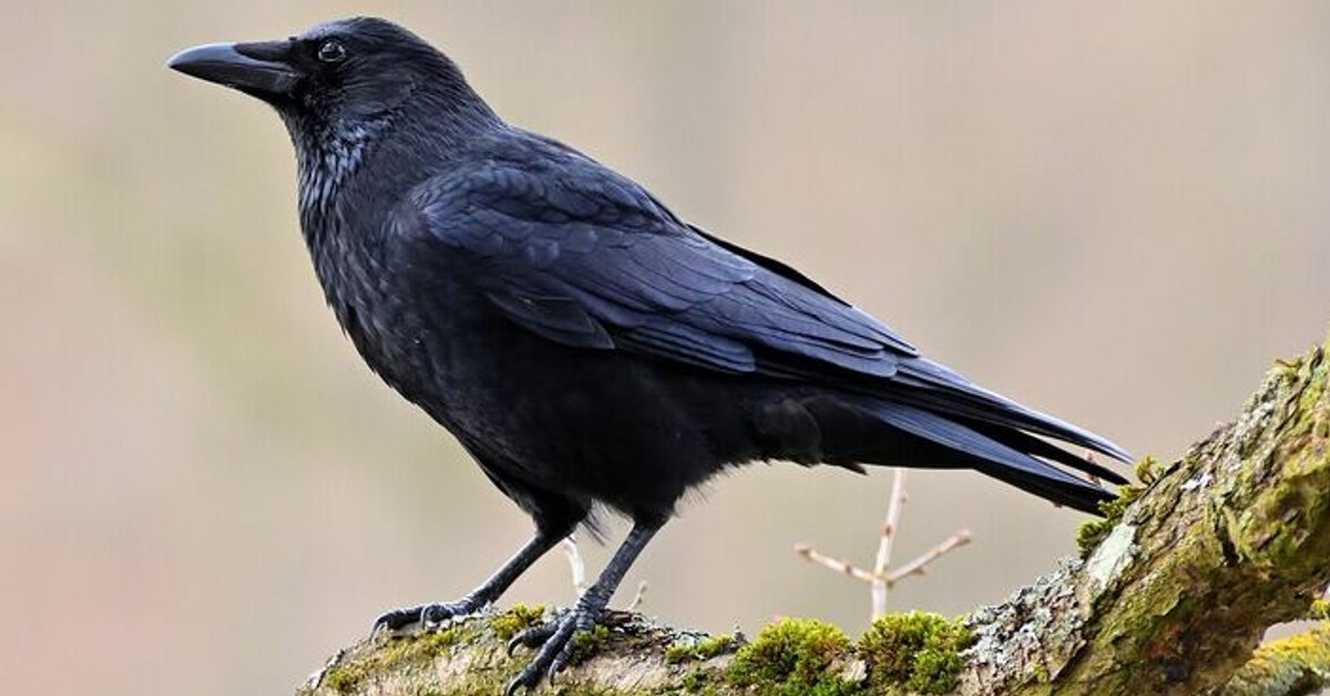 Co to oznacza, gdy przyjdzie do ciebie wrona? To zawsze zły znak ...