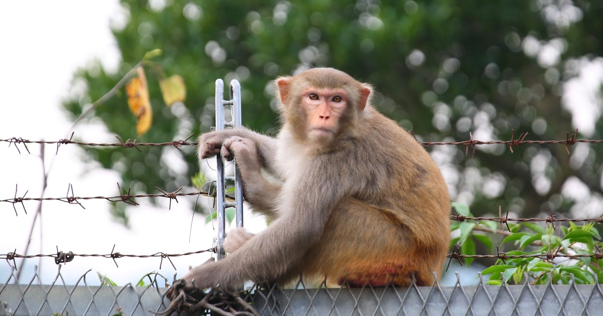 43 rezus majmuna pobeglo iz istraživačkog centra u Americi: Narod u ...