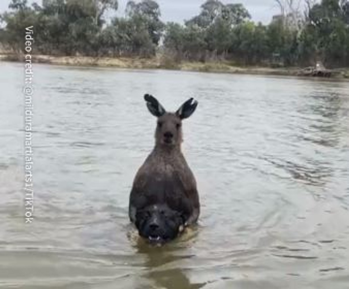 Patosirao ga: K'o bokser Video je kako mu kengur davi psa, u sledećem trenutku, bio je u ...