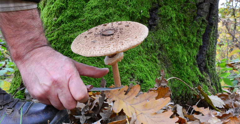 Kania - jakie grzyby są podobne? Trujące gatunki, z którymi jest mylona