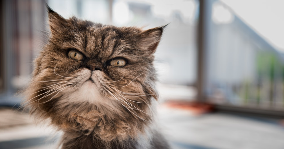 Platte Nase? Flugverbot! | aeroTELEGRAPH