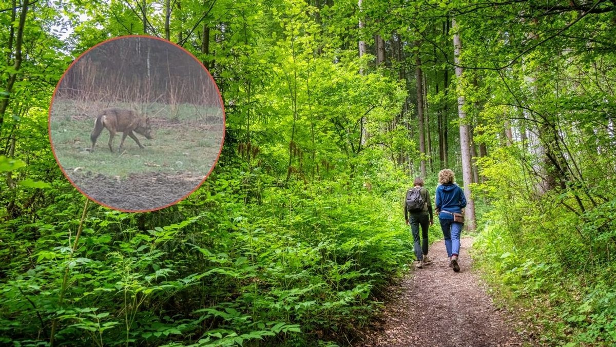 Wybrali się na grzyby i natknęli się na wilki. Burmistrz ostrzega - Podróże