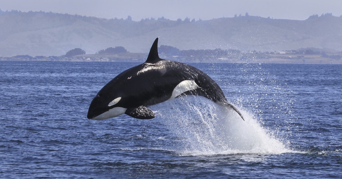 Orki polują na rekiny i zjadają ich wątroby - Podróże