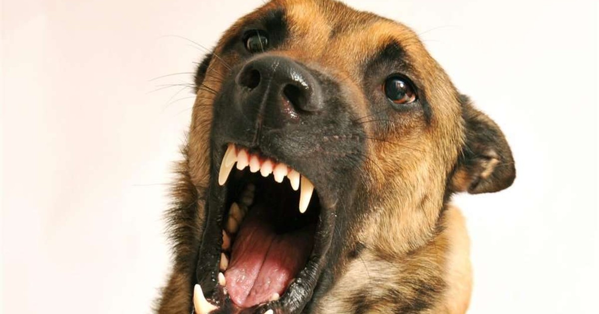 Wilczur pogryzł dziecko!