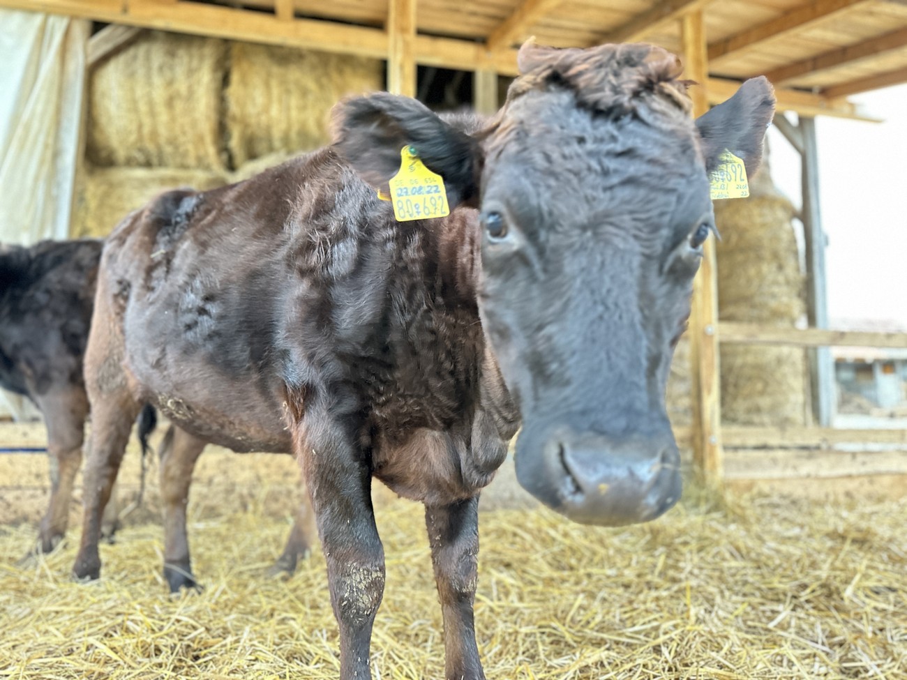 Najskuplje japanske krave prvi put u Srbiji