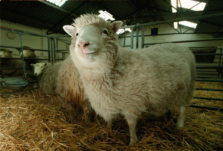 Prvo klonirano biće, ovca Doli, umrla je prerano, a ceo projekat je ...