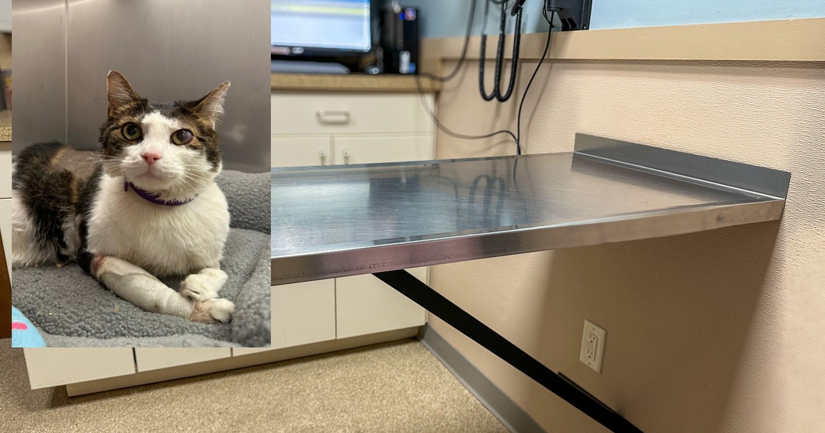 Skatował kota, bo ten zjadł mu boczek. Pandek znalazł już nowy dom ...