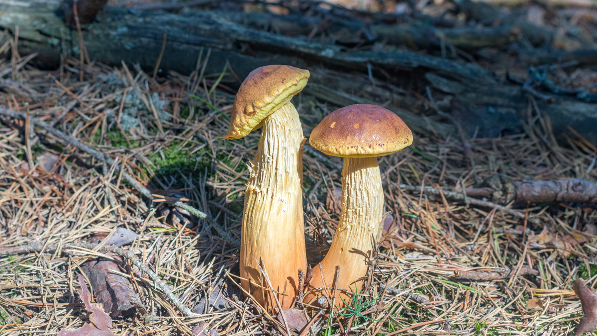 Nowy grzyb w polskich lasach. Może być groźny dla naszego prawdziwka ...