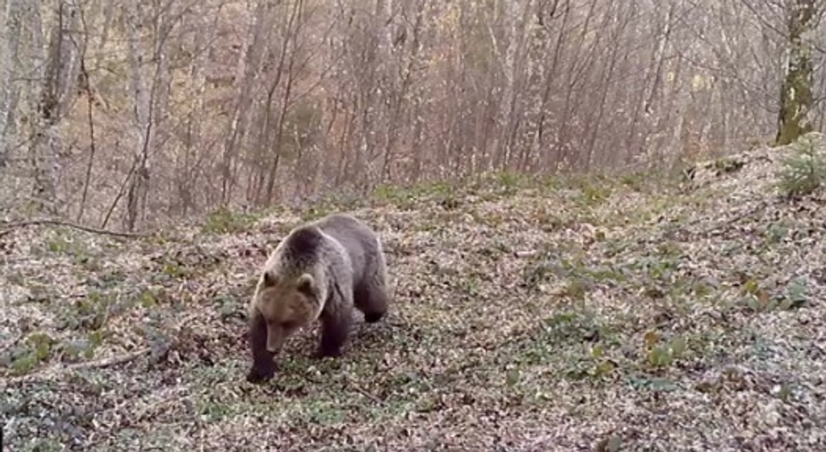 Medved napao čoveka: Drama u Sloveniji, zver povredila šetača sa psom ...