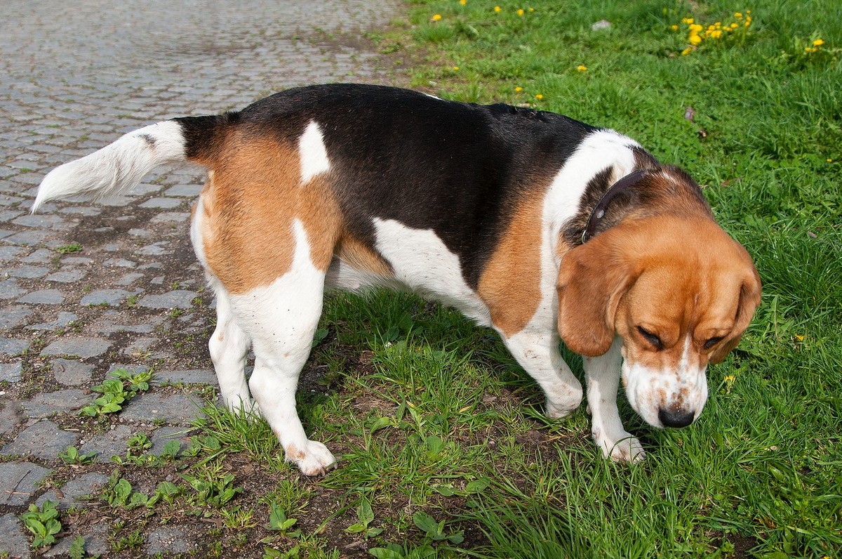 Sve karakteristike rase pasa bigl - Žena.rs
