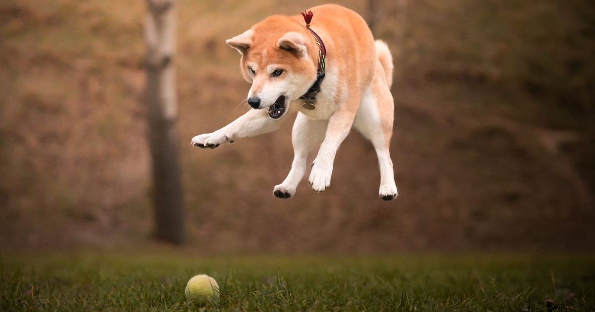 Crypto meme tokens like 'dogwifhat' and 'Baby Doge Coin' are booming as ...