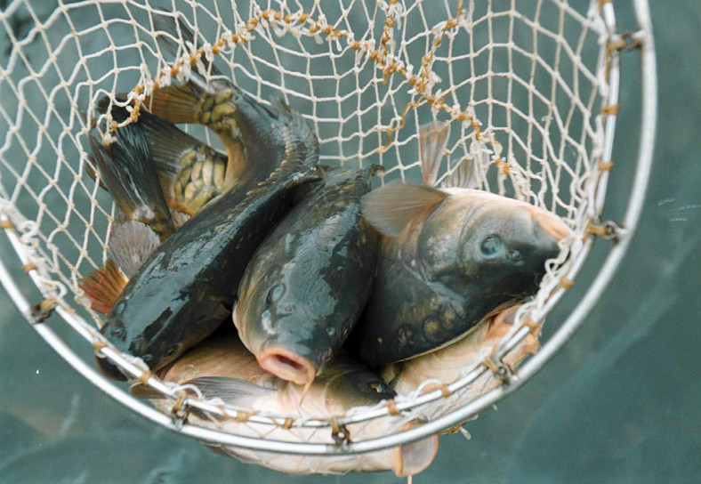 Karp wigilijny - historia, tradycja. Karp panierowany i smażony - Podróże