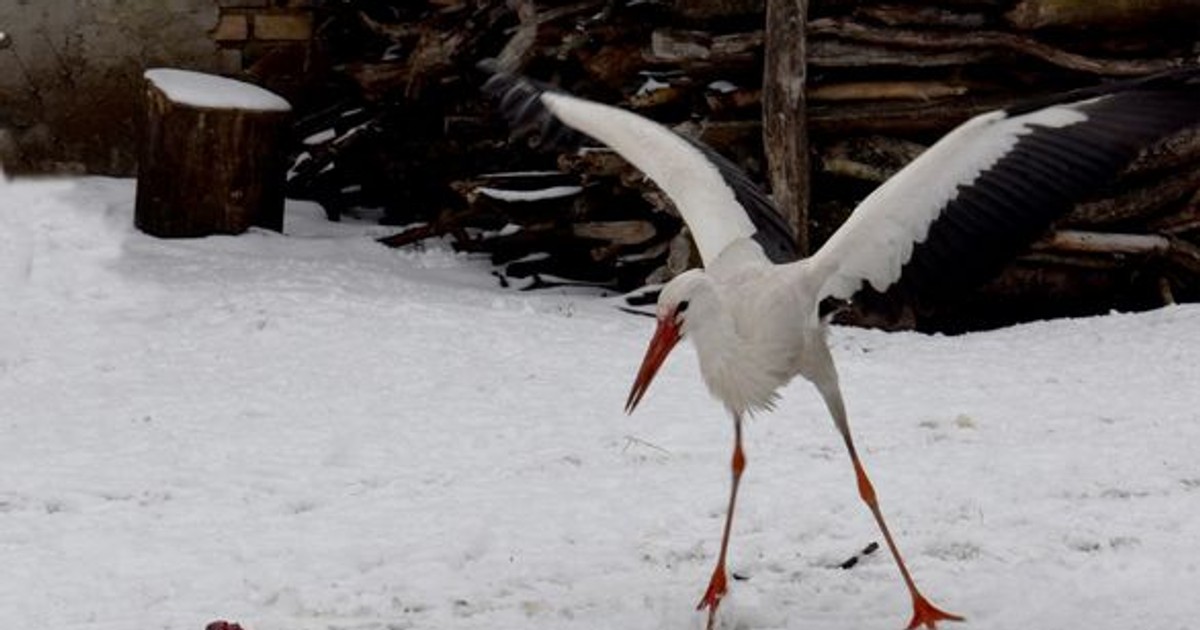 Lubuskie, Lipki Małe. Do Polski przyleciał już bocian - Podróże