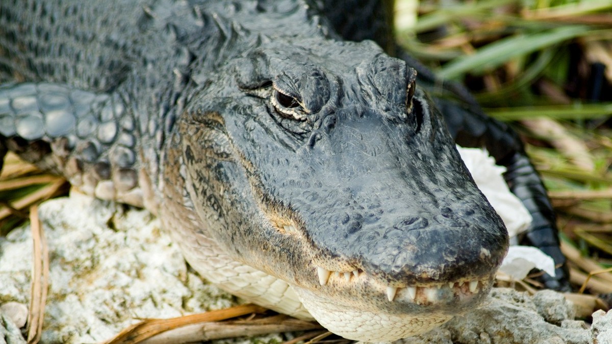 HOROR NA FLORIDI Aligator rastrgao ženu dok je šetala psa - Blic