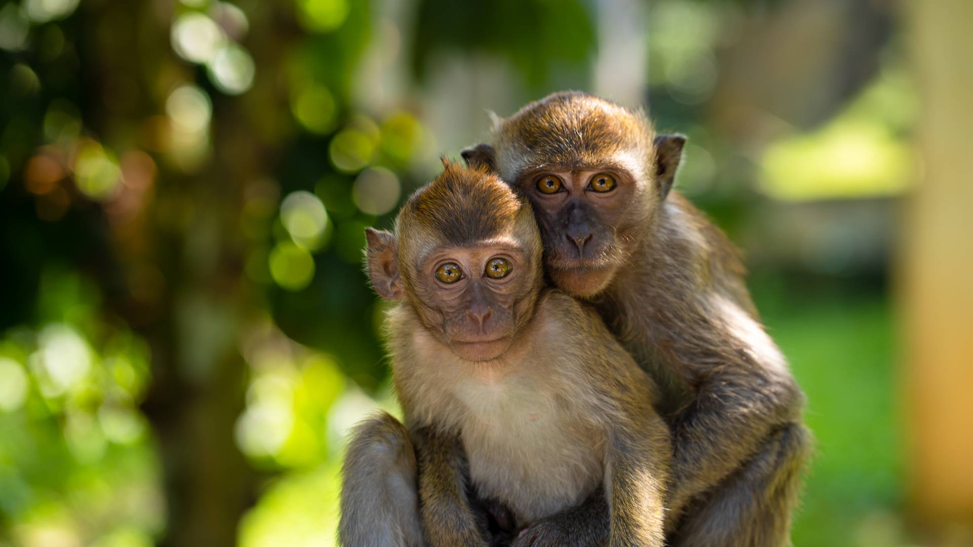 Kínai tudósok majmokat küldenek az űrbe, hogy megnézzék, hogyan szaporodnak