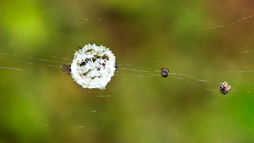 Oto najdziwniejsze pająki świata. "Kula dyskotekowa" i fałszywe odchody ...