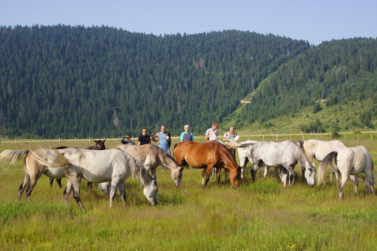 Bosanski brdski konji uzgajaju se na novoj ergeli kod Olova