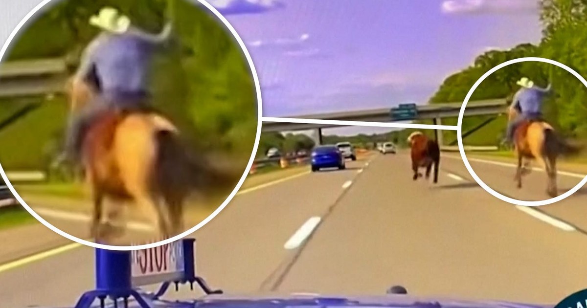 Dashcam captures the moment a cowboy lassos a runaway cow on a Michigan ...