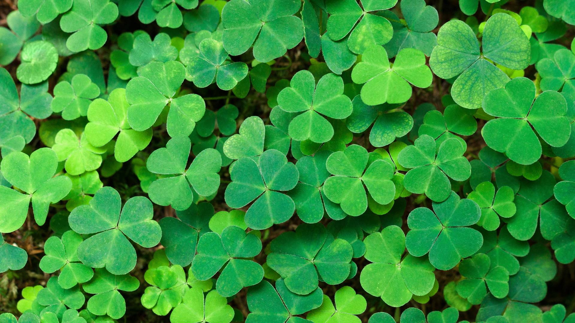 Koniczyna – właściwości lecznicze i zastosowanie w medycynie naturalnej ...