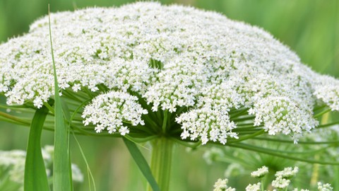Latające węże. Niektóre z nich szybują na wysokości nawet 100 metrów ...