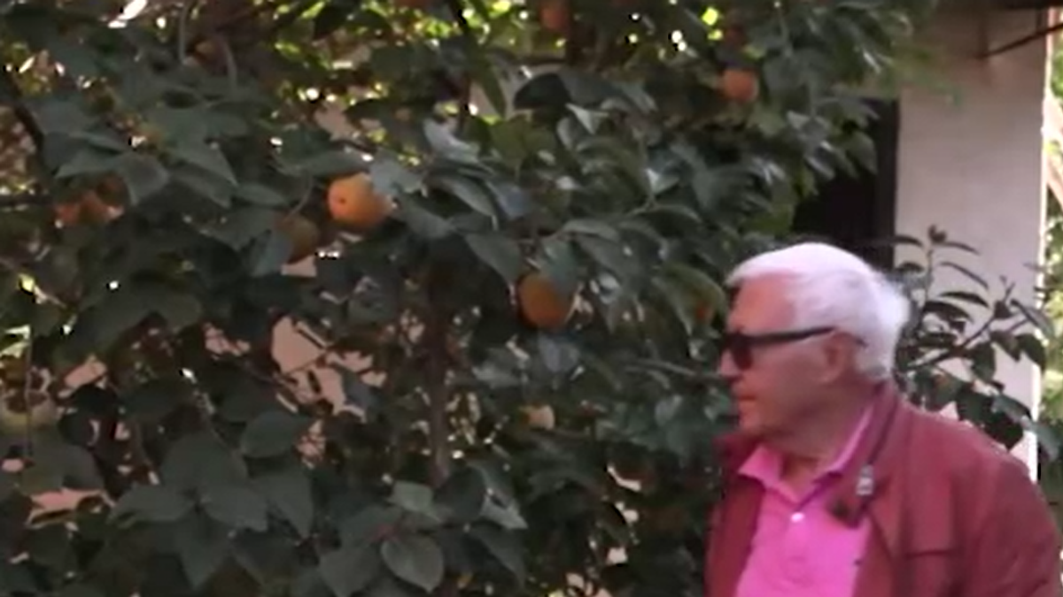 Penzioner iz Ribnice uzgaja južno voće: Draganovo dvorište puno nara ...