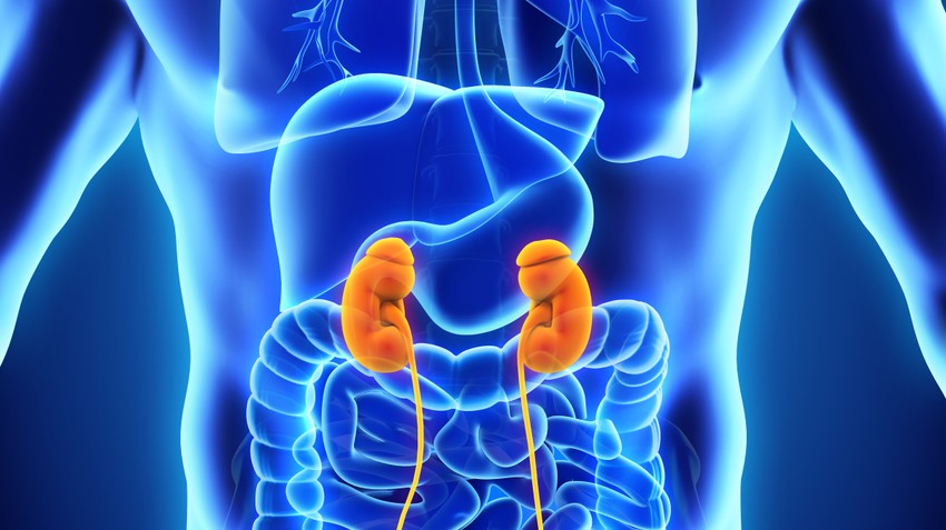 Jak pracują nerki i dlaczego należy badać nerki