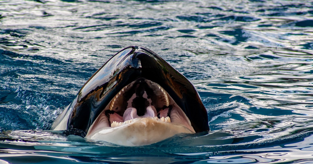 Orki zaczęły polować na rekiny. Niepokojące zmiany w morskim ...