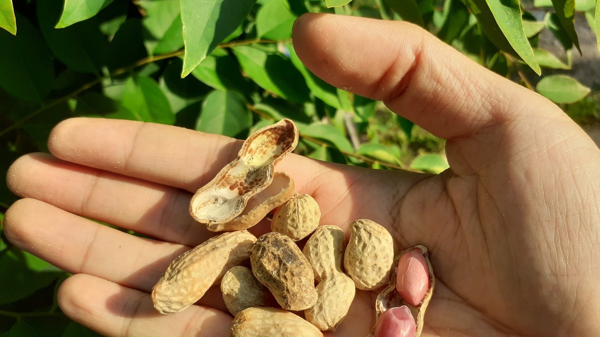 "Moja pokojna majka je to sejala početkom 80-ih" Srbi u šoku kad ...