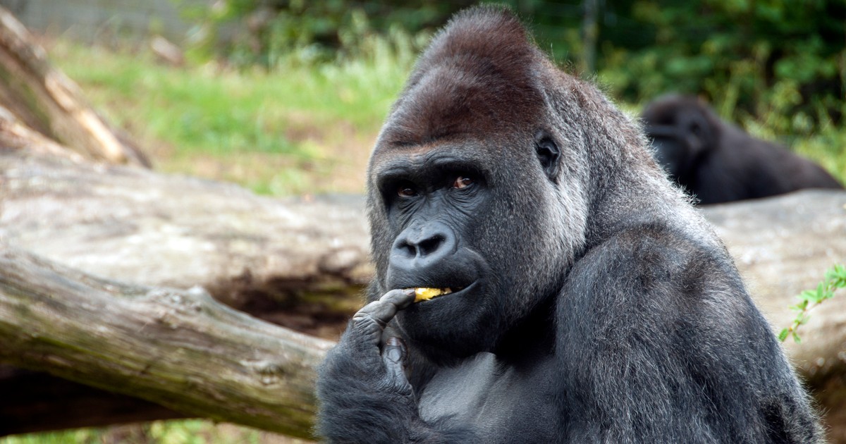 Nowe goryle w opolskim zoo. Kimbali i Bongo dołączyły do Ashmara ...
