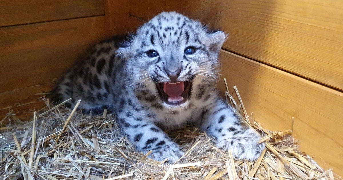 W warszawskim zoo urodził się irbis śnieżny. Rośnie "jak na drożdżach" - Kobieta