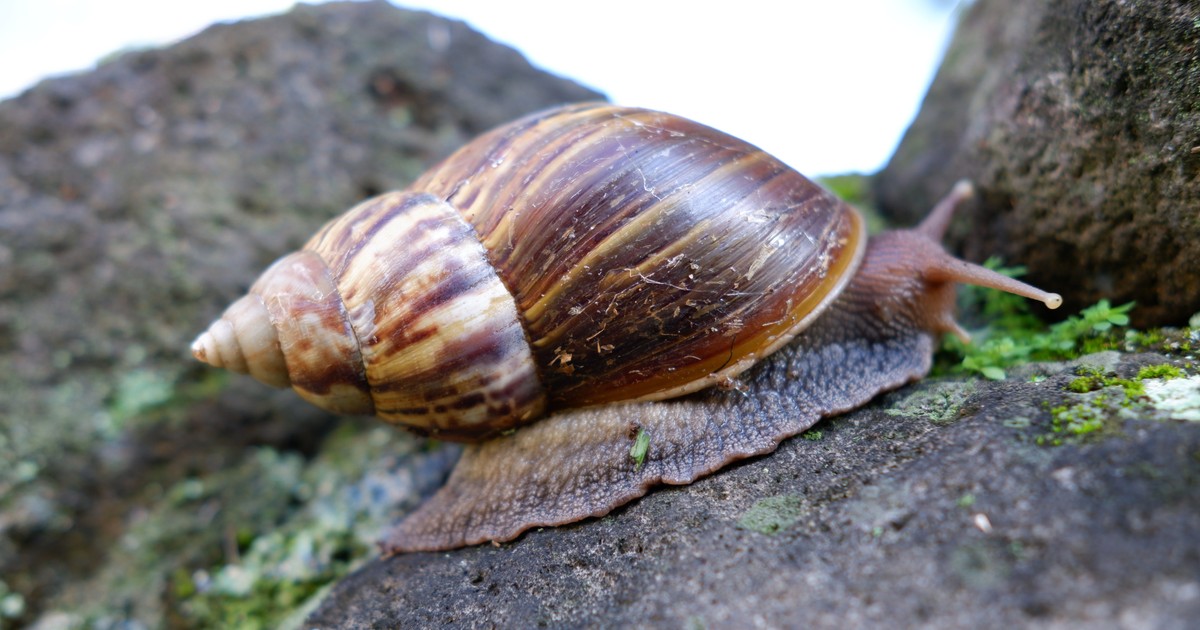 A giant snail that eats plaster and is a threat to human health was ...
