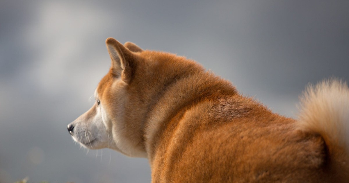 A Shiba Inu dog who became the viral 'Cheems' doge meme died after a ...